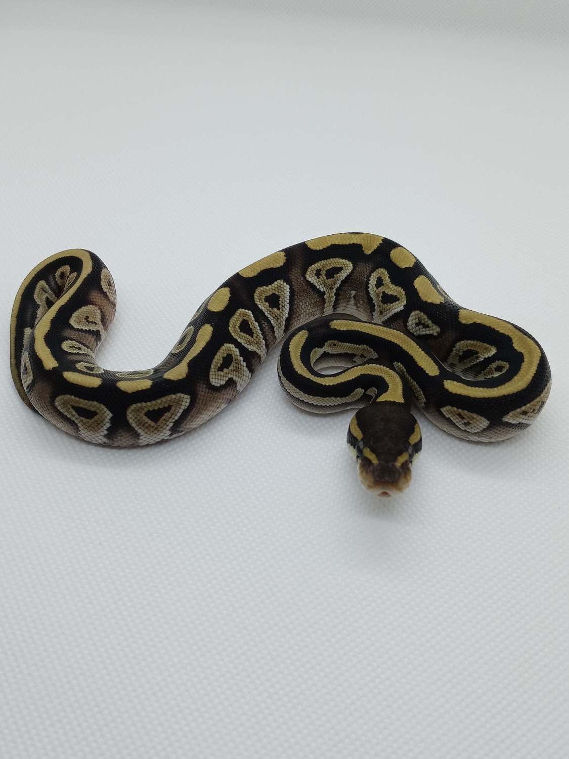 Mojave Red Gene Ball Python by Right Side Reptiles - MorphMarket