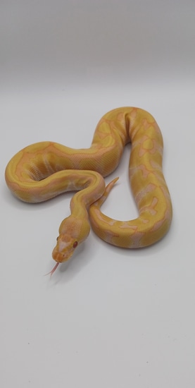 Enchi Candino 50% Het Pied Ball Python by Right Side Reptiles