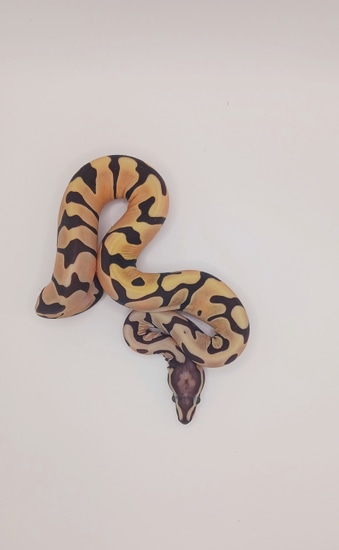 Scaleless 66% DH Pied/vpi Axanthic Ball Python by Right Side Reptiles