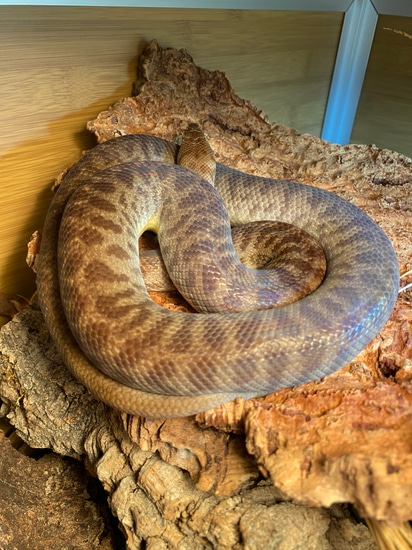 Children’s Python $100 + Shipping Children's Python by The Reptile Studio
