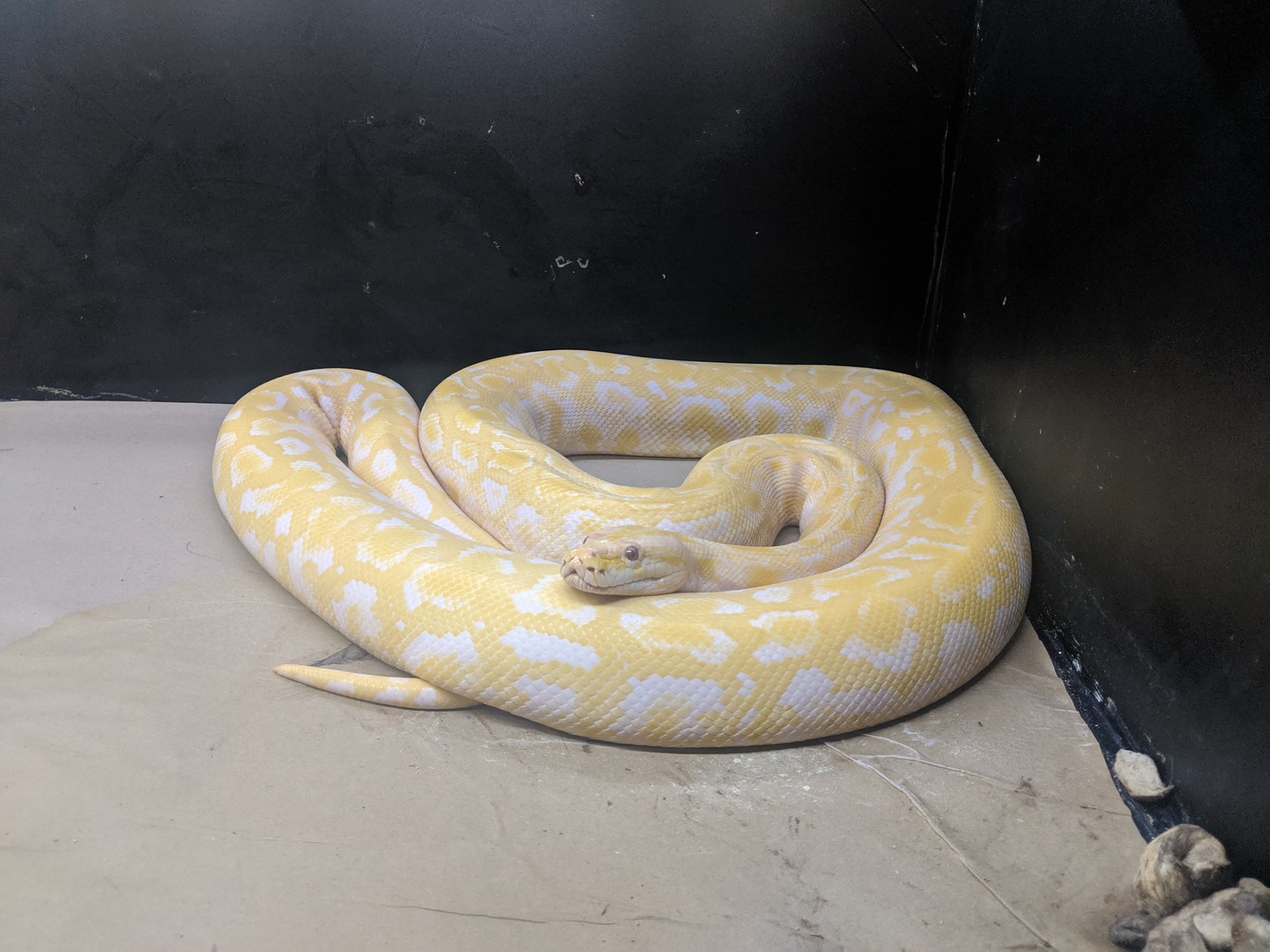 Albino Het Granite Burmese Python by Wicked Scoria - MorphMarket