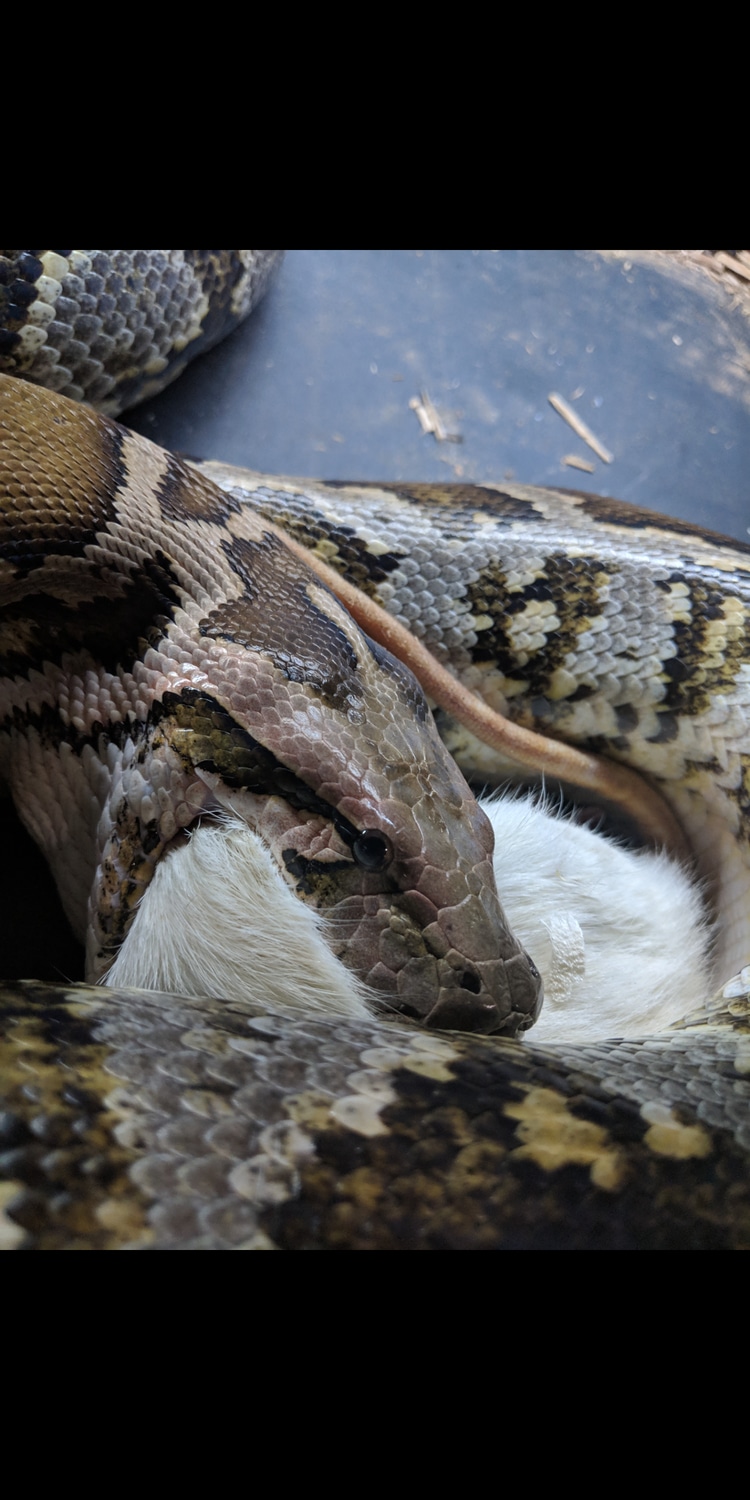 Sri Lankan (Pimbura) Pythons Burmese Python by Wicked Scoria - MorphMarket