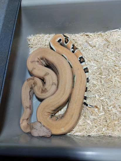 Scoria Poss Het Sharp Albino Possible SUPER Boa Constrictor by Wicked ...
