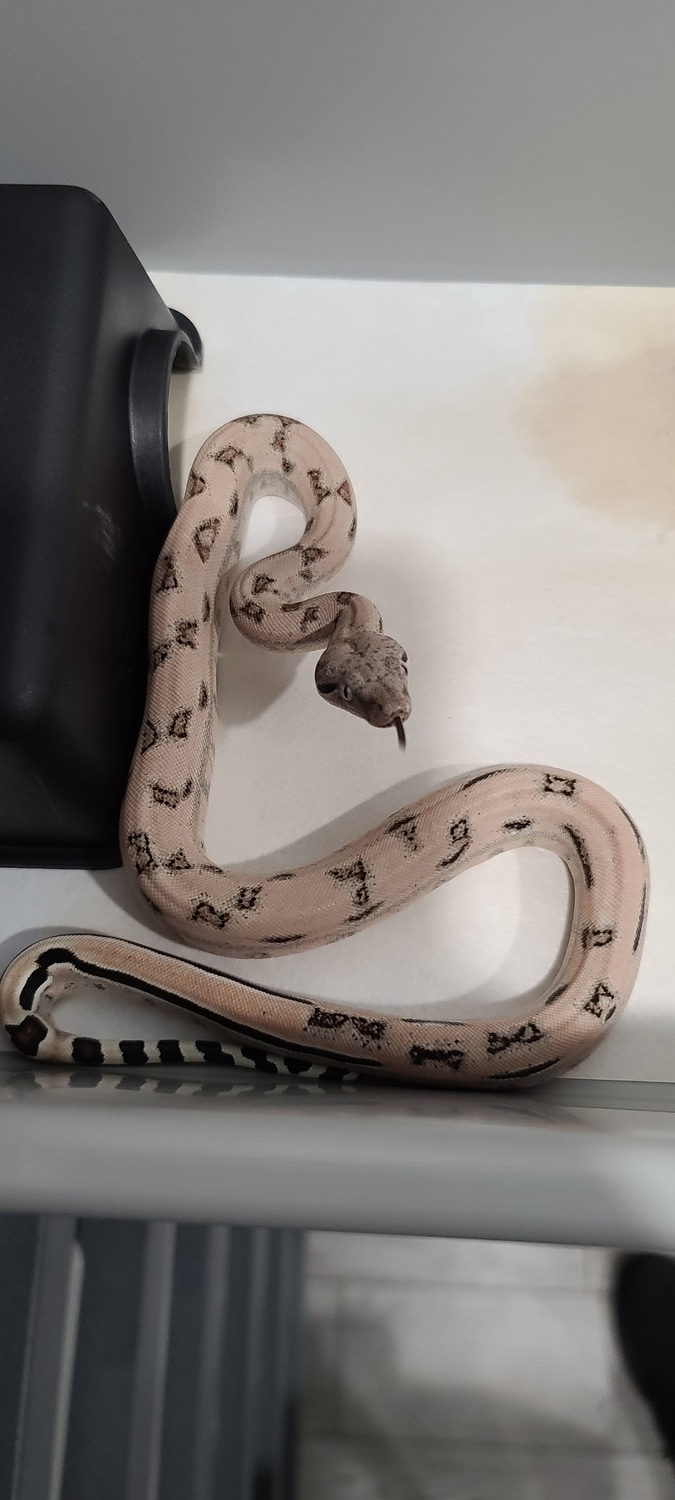Scoria Boa Constrictor by Wicked Scoria - MorphMarket