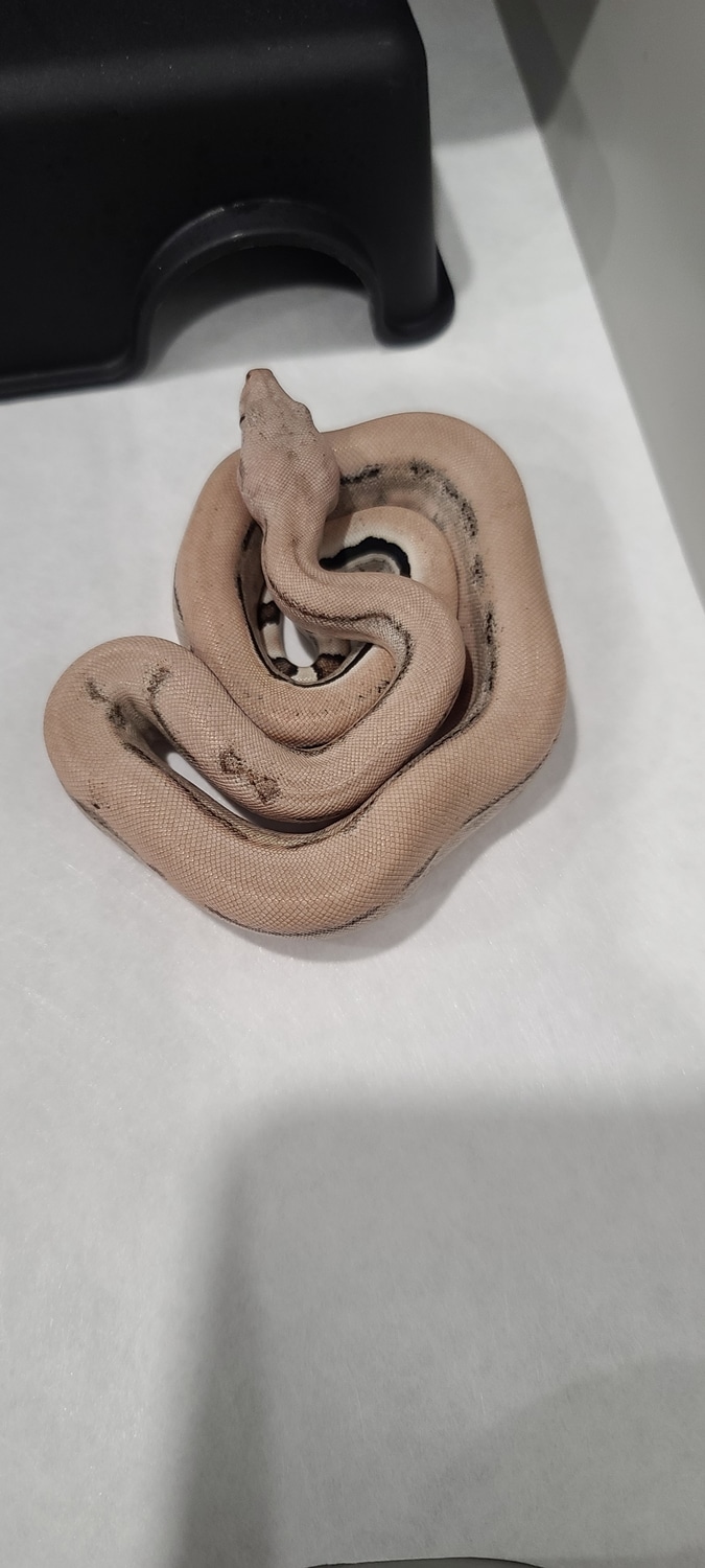 Scoria Boa Constrictor by Wicked Scoria - MorphMarket
