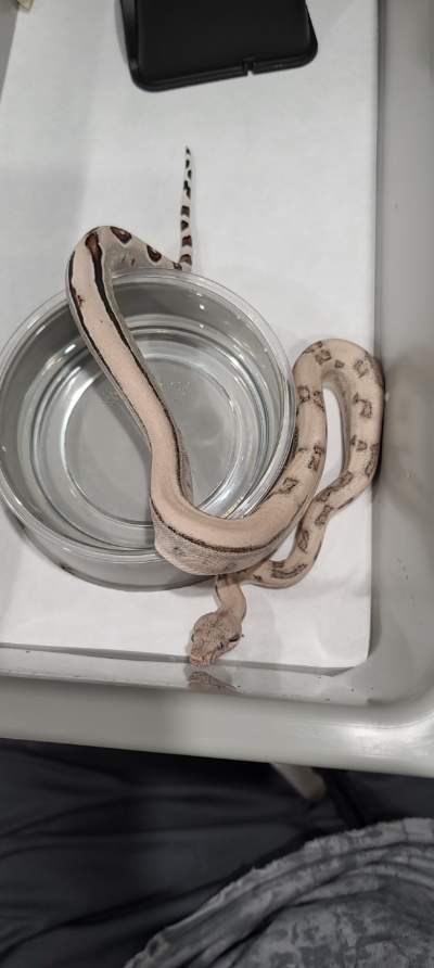 Scoria Boa Constrictor by Wicked Scoria - MorphMarket