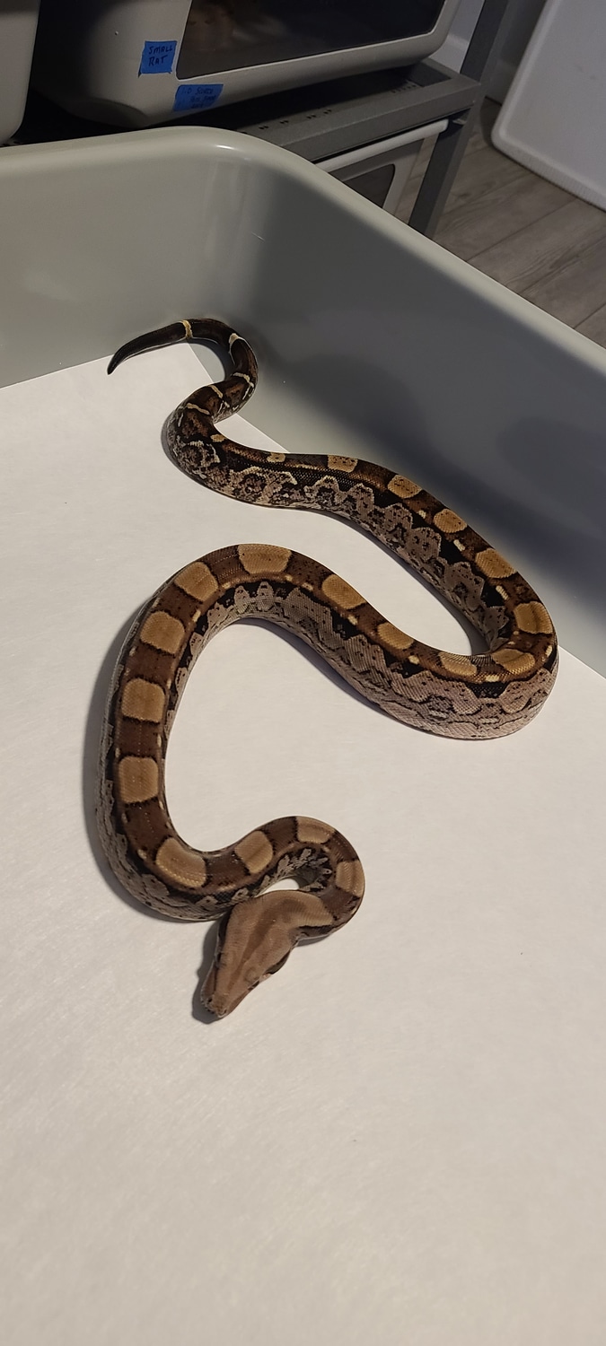 **SALE** Raptor Boa Constrictor by Wicked Scoria - MorphMarket