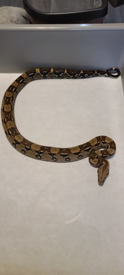 Raptor Het Silver Bullet Boa Constrictor by Wicked Scoria