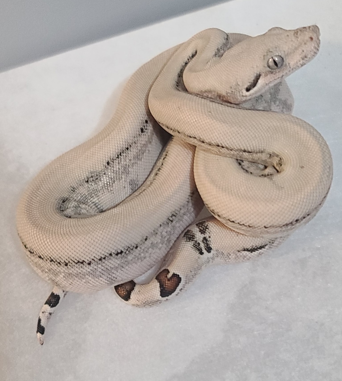 Fire Scoria 50% BWC 50% SHARP Boa Constrictor by Wicked Scoria ...