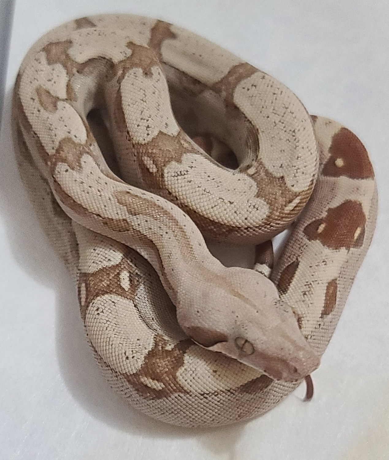 Paradigm Fire Boa Constrictor by Wicked Scoria - MorphMarket