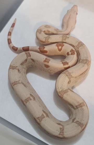 Paraglow Fire Boa Constrictor by Wicked Scoria LLC