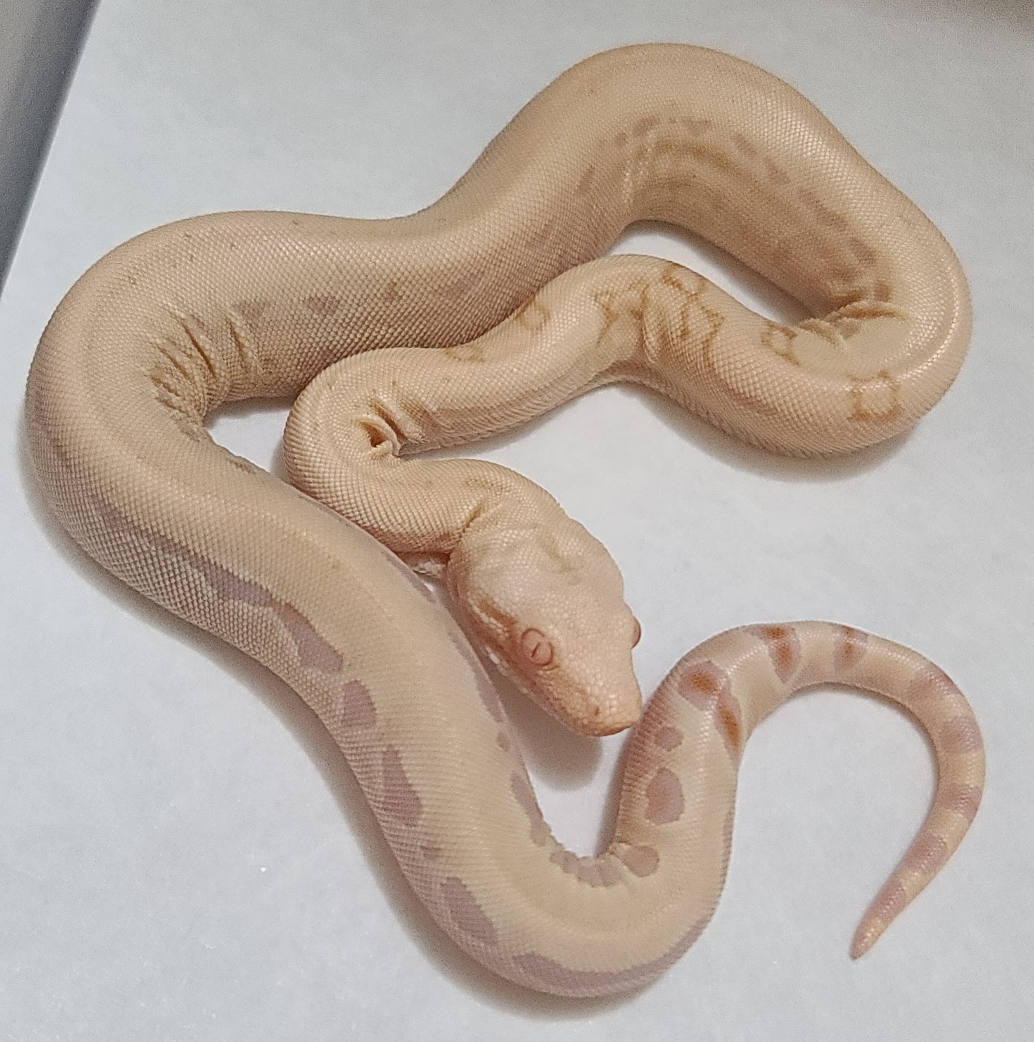 Sharp Albino Scoria Boa Constrictor by Wicked Scoria - MorphMarket
