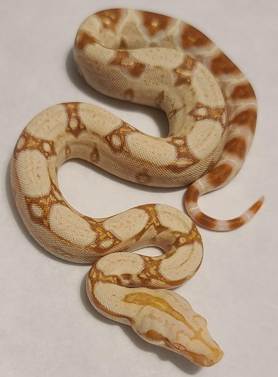 Sharp Albino Boa Constrictor by Wicked Scoria - MorphMarket