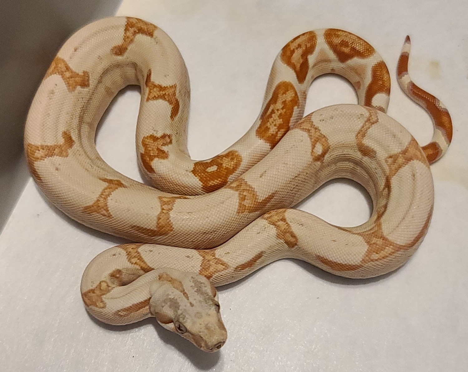 Sunglow VPI Boa Constrictor by Wicked Scoria - MorphMarket