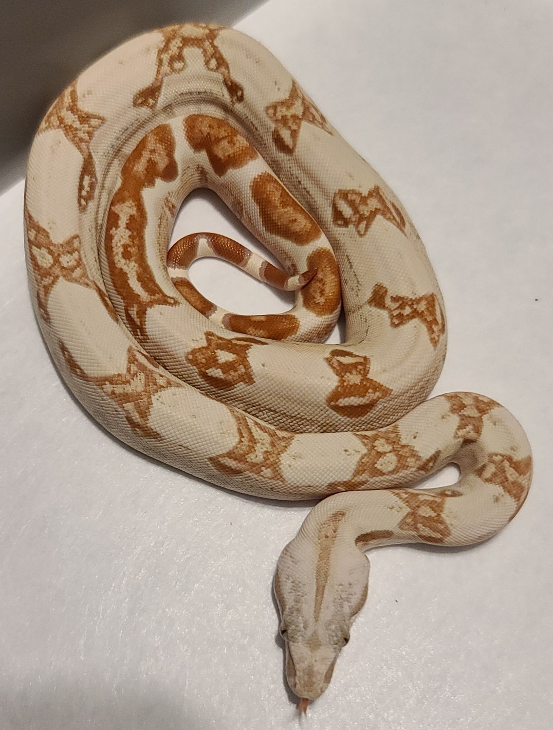 Sunglow VPI Boa Constrictor by Wicked Scoria - MorphMarket