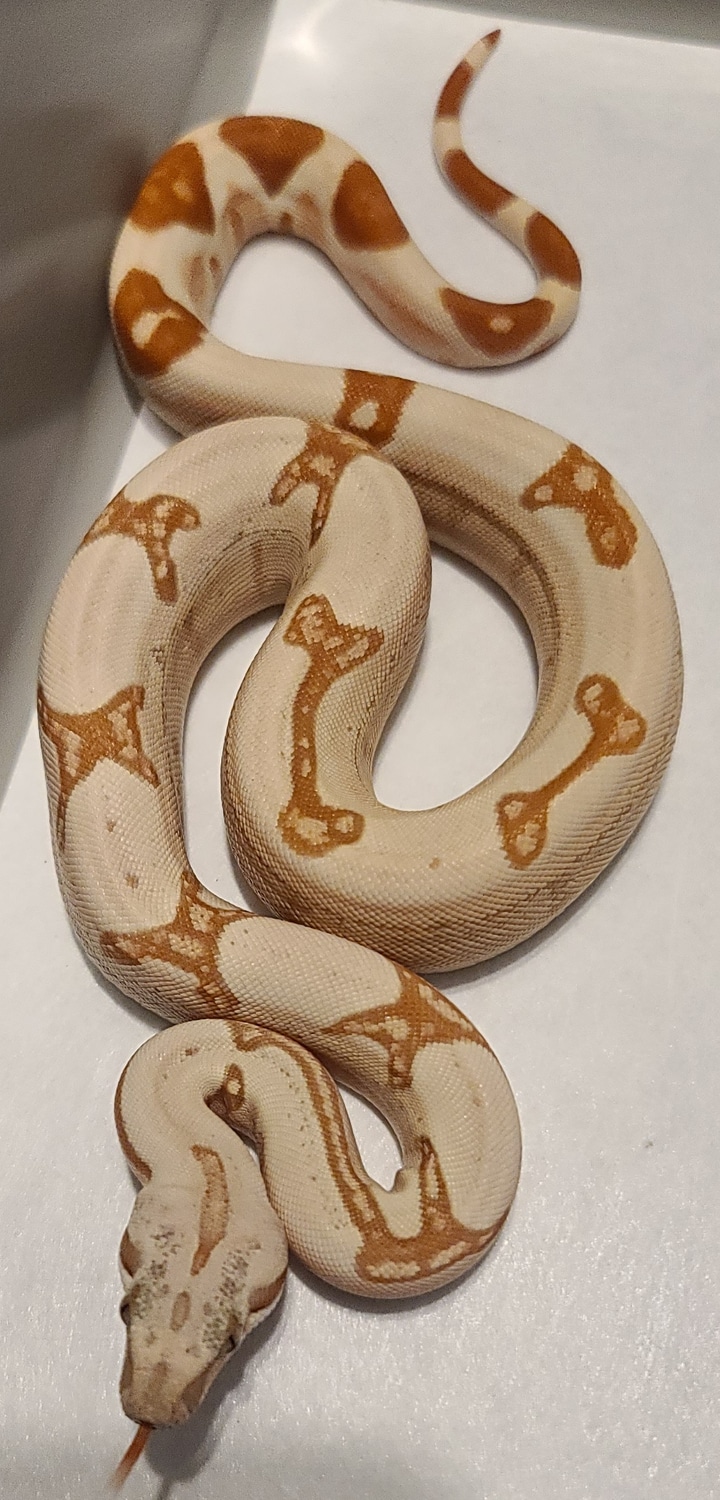 Sunglow Jungle VPI Boa Constrictor by Wicked Scoria - MorphMarket