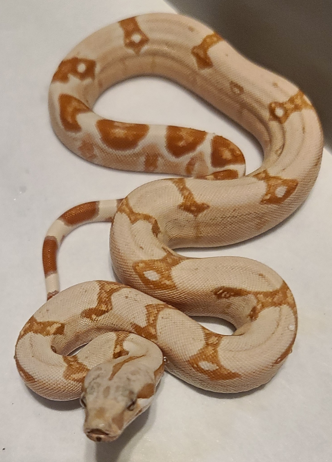 Sunglow VPI Boa Constrictor by Wicked Scoria - MorphMarket