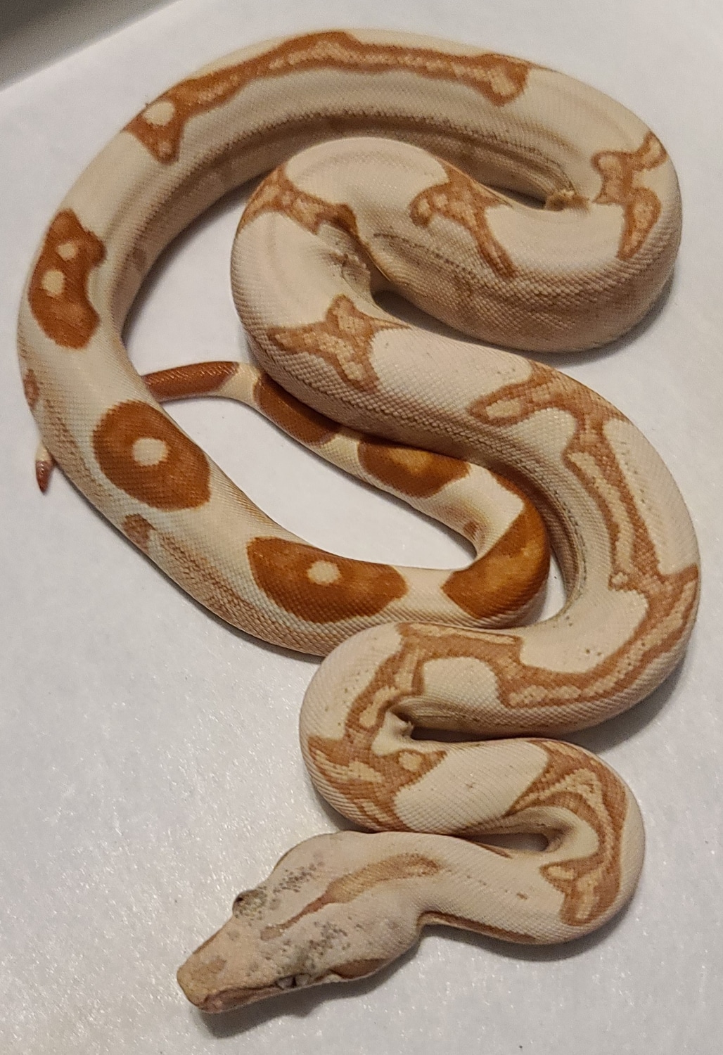 Sunglow Jungle VPI Boa Constrictor by Wicked Scoria - MorphMarket
