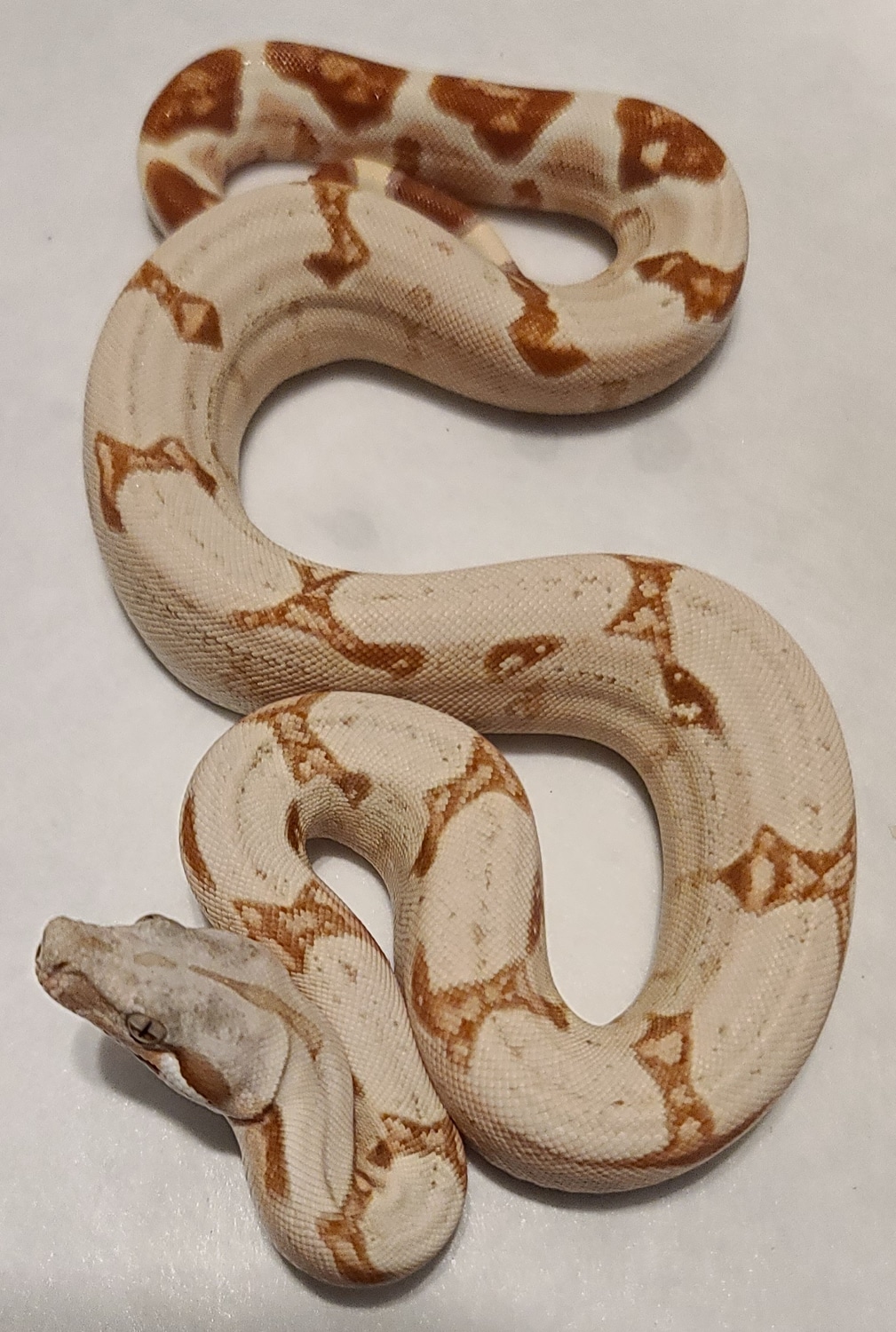 Sunglow VPI Boa Constrictor by Wicked Scoria - MorphMarket