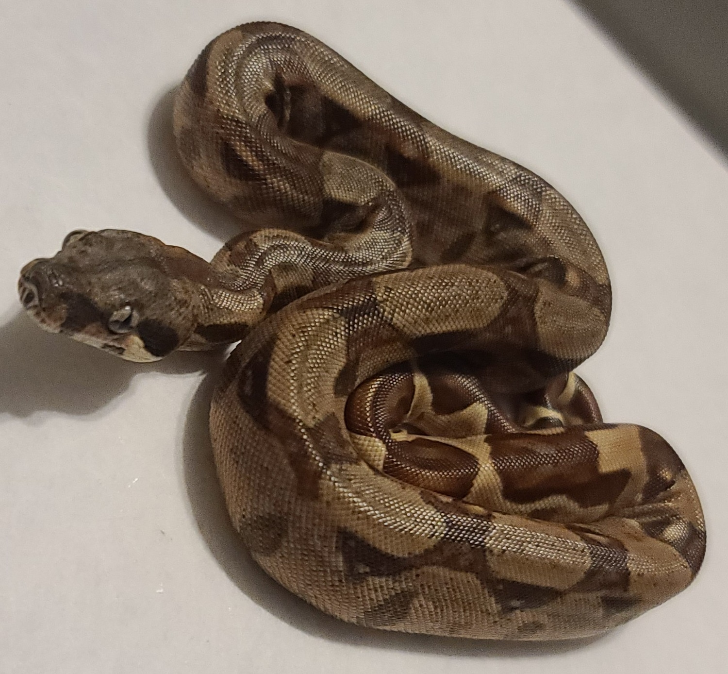 Pos. Super Hypo Het Sharp Albino Boa Constrictor by Wicked Scoria ...