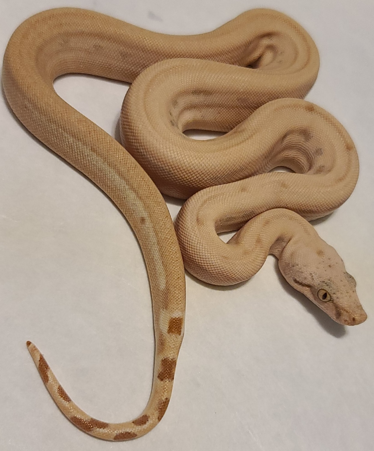 Paraglow Scoria 50% Het Blood Boa Constrictor by Wicked Scoria ...