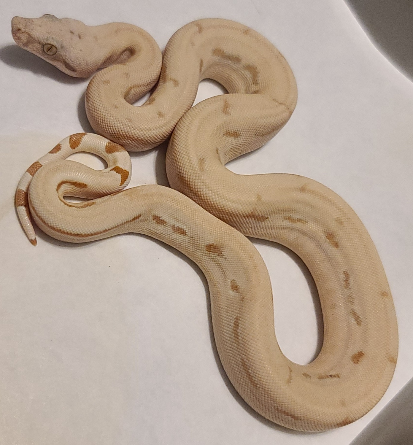 Paraglow Scoria 50% Het Blood Boa Constrictor by Wicked Scoria ...