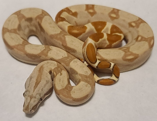 Paraglow 50% Blood Boa Constrictor by Wicked Scoria LLC