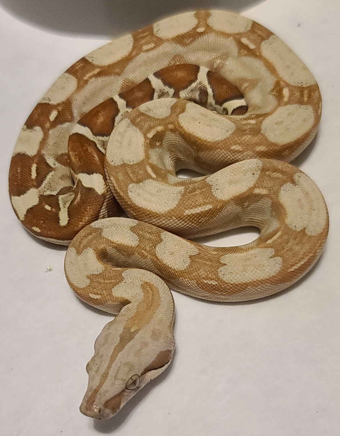 Paraglow 50% Blood Boa Constrictor by Wicked Scoria - MorphMarket