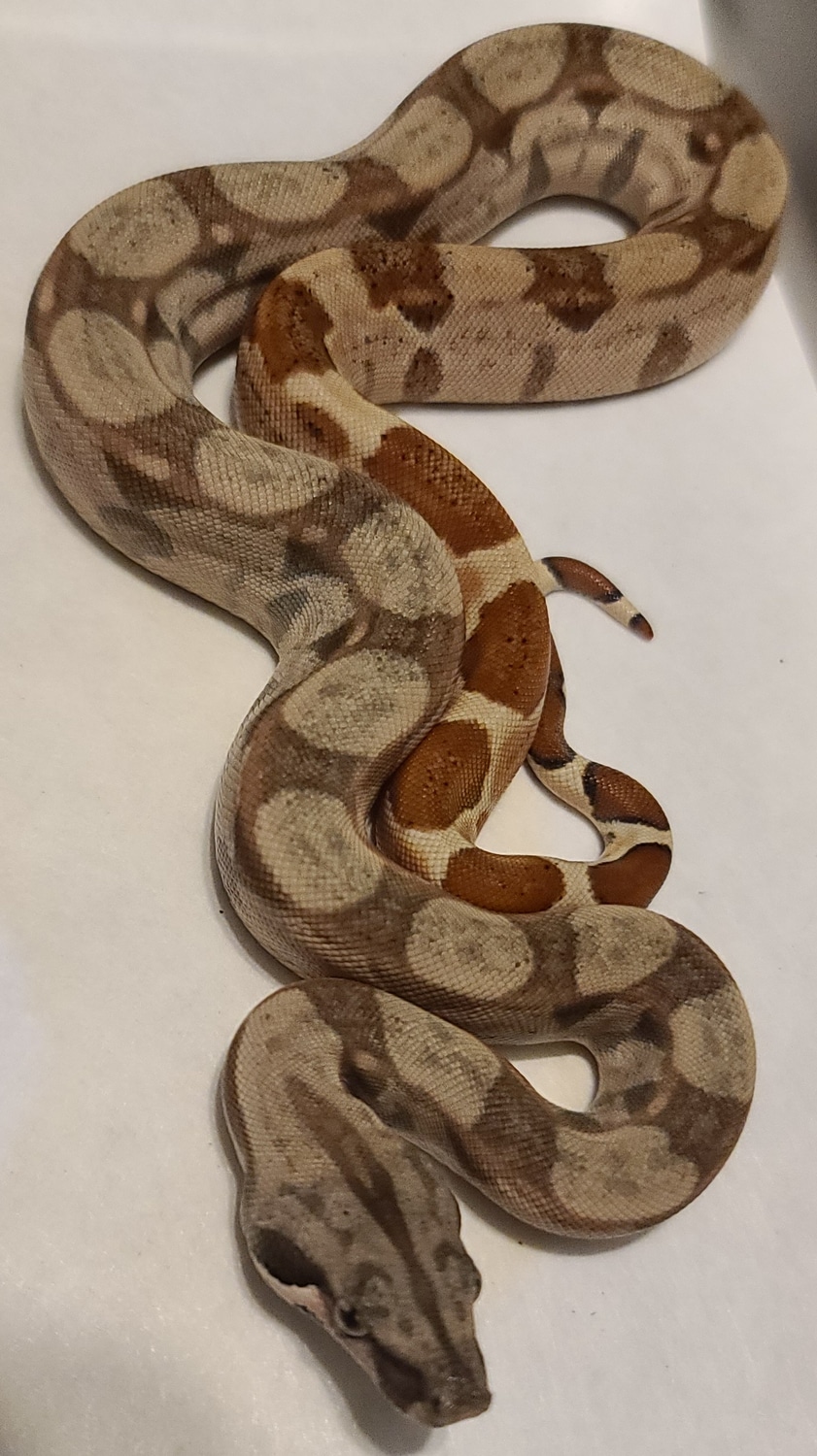Hypo Parahet 50% Blood Boa Constrictor by Wicked Scoria - MorphMarket