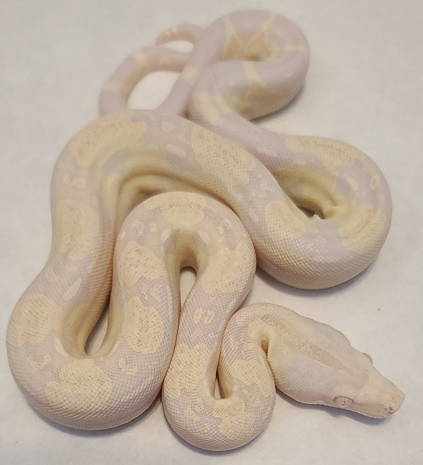 Sharp Snow Boa Constrictor by Wicked Scoria - MorphMarket