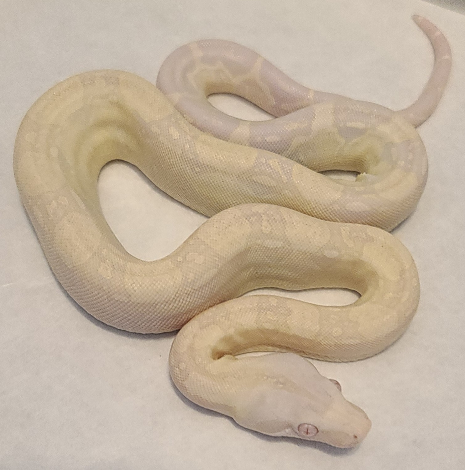 Sharp Snow Het Prodigy Boa Constrictor by Wicked Scoria - MorphMarket