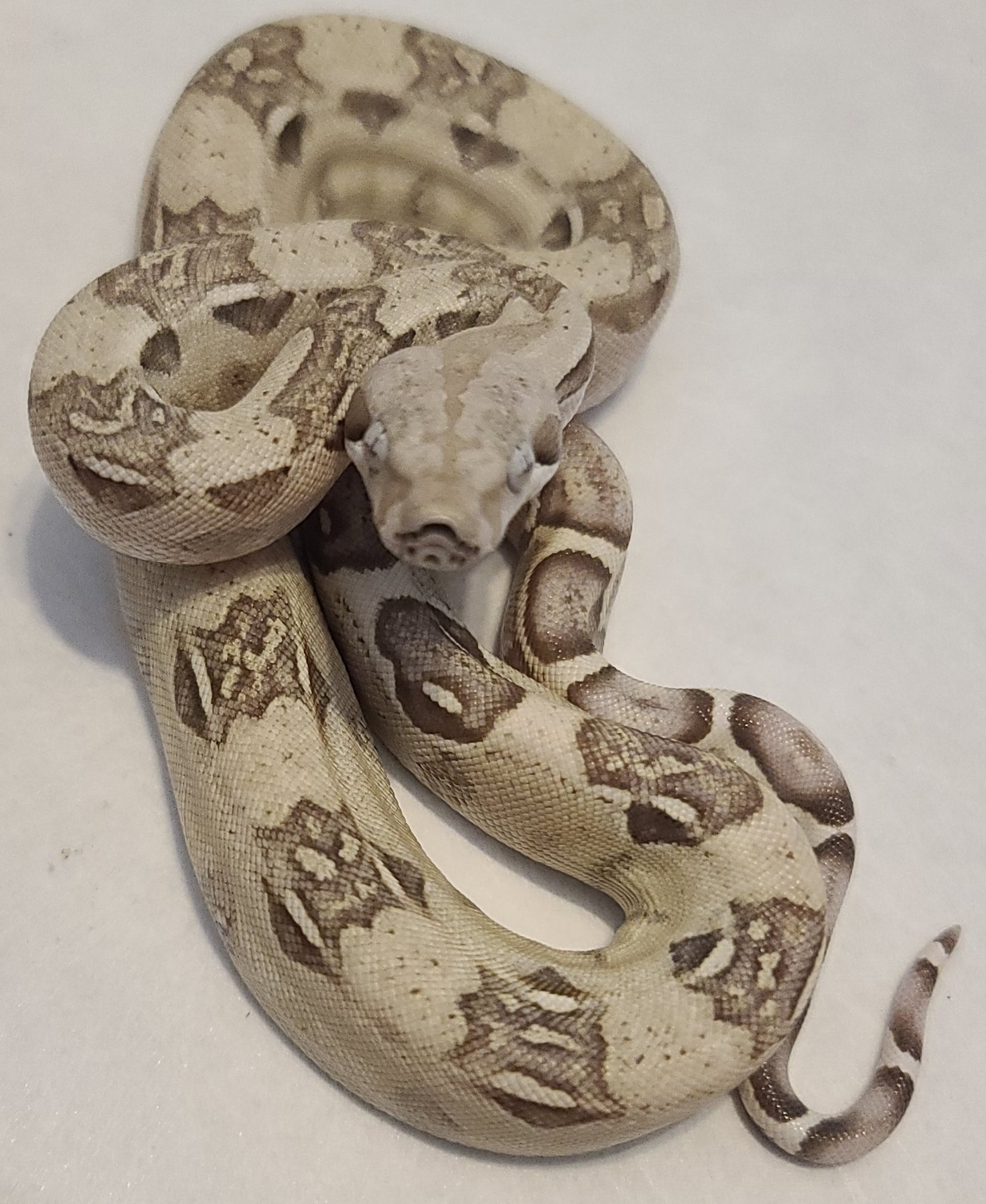 Arctic Boa Constrictor by Wicked Scoria - MorphMarket
