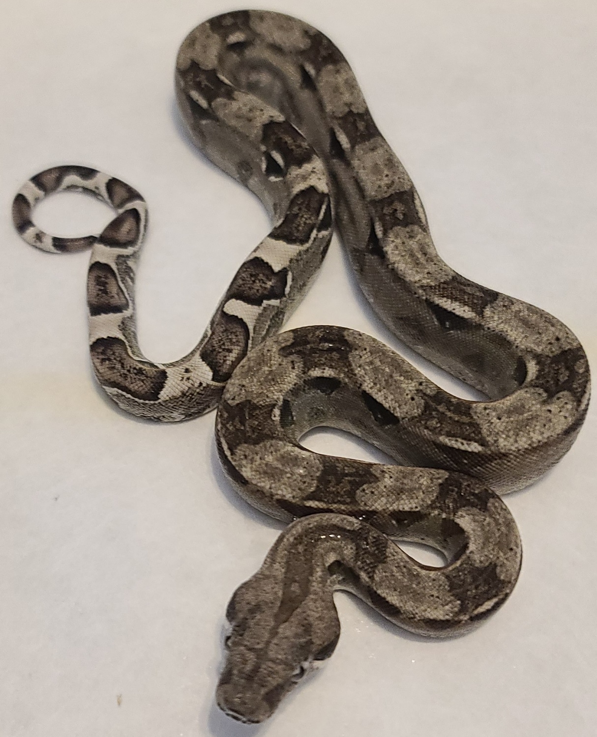 Ivory Paradise Anery Boa Constrictor by Wicked Scoria - MorphMarket