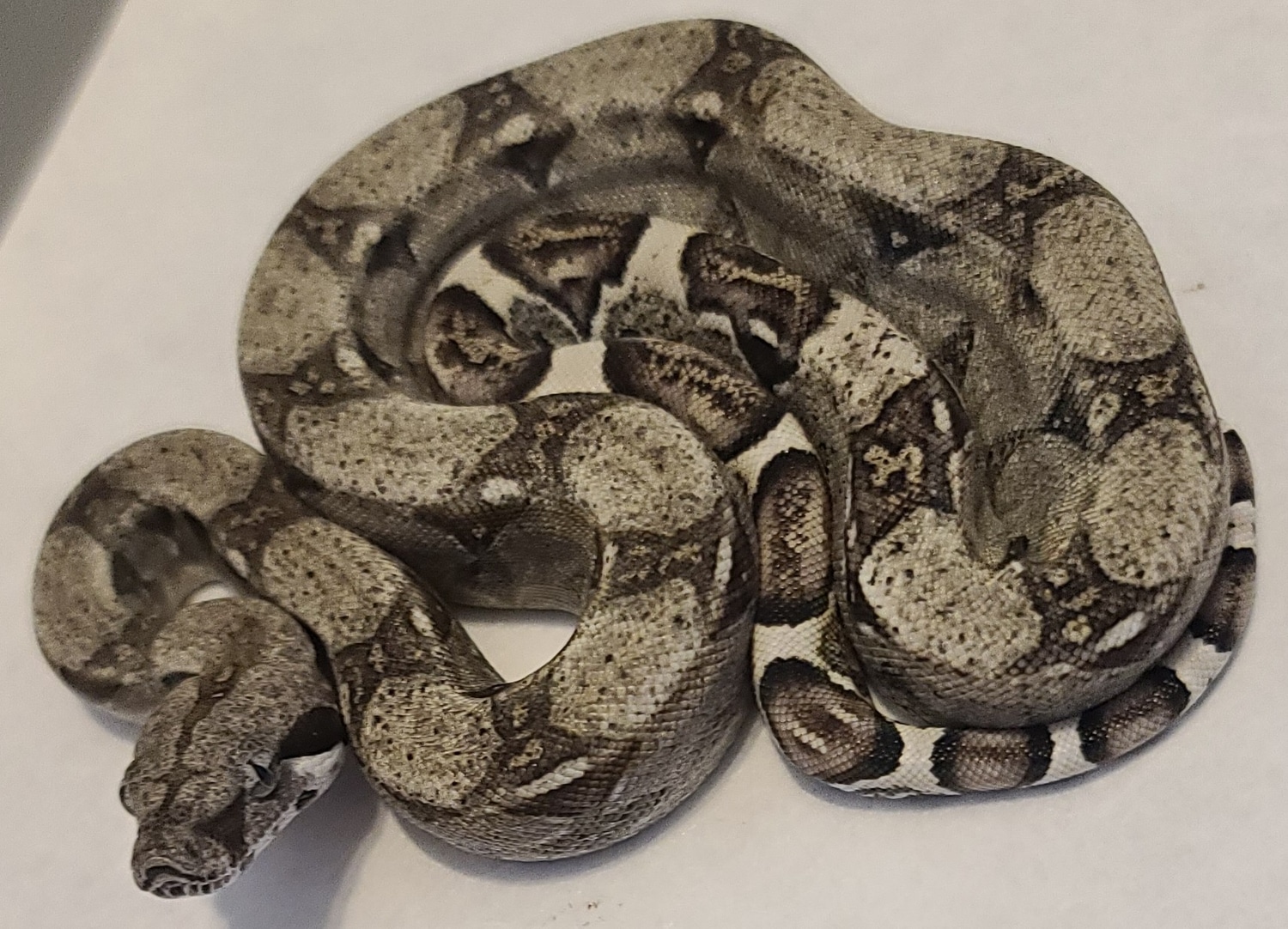 Ivory Paradise Anery Boa Constrictor by Wicked Scoria - MorphMarket