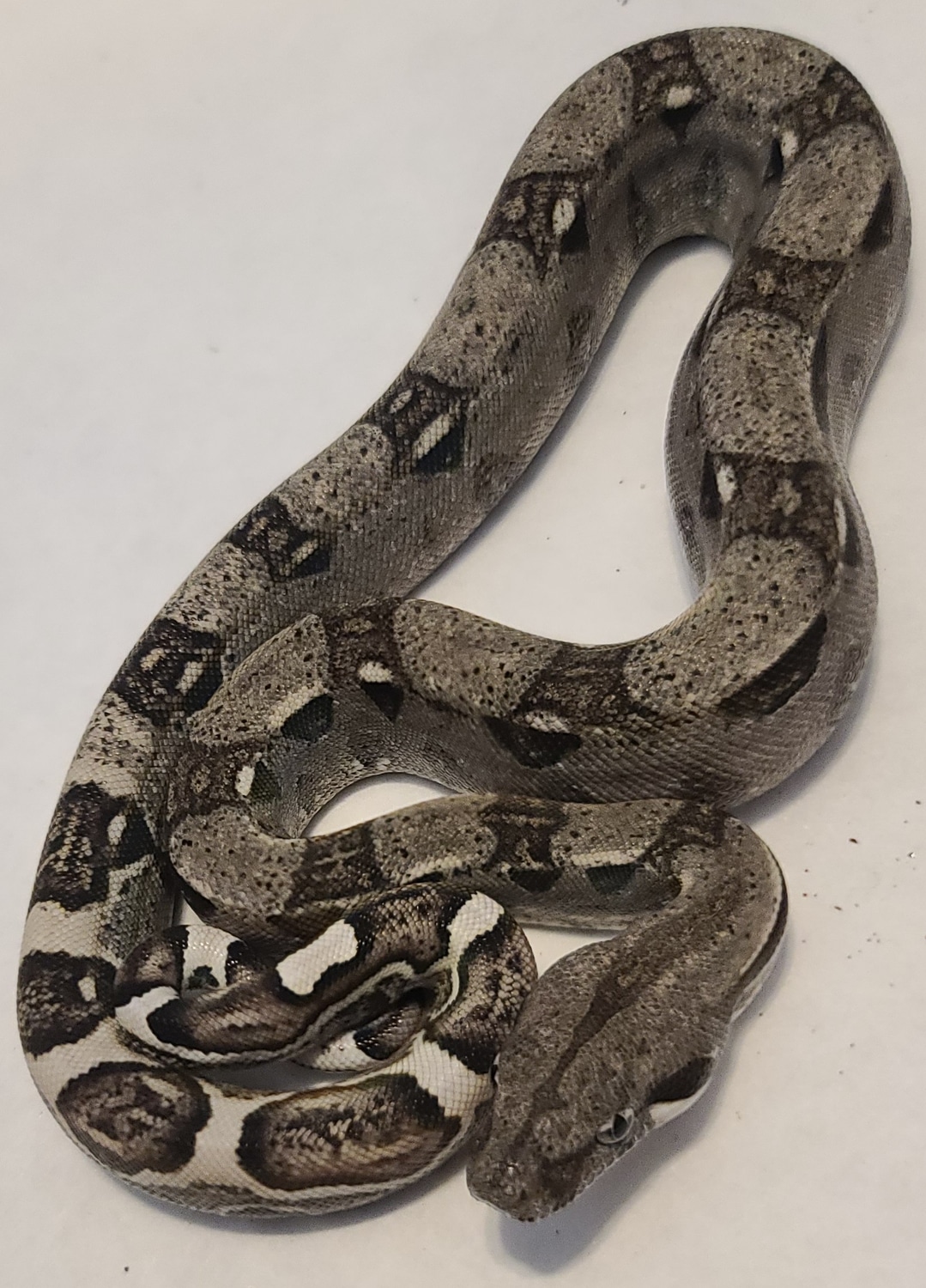 Ivory Paradise Anery Boa Constrictor by Wicked Scoria - MorphMarket