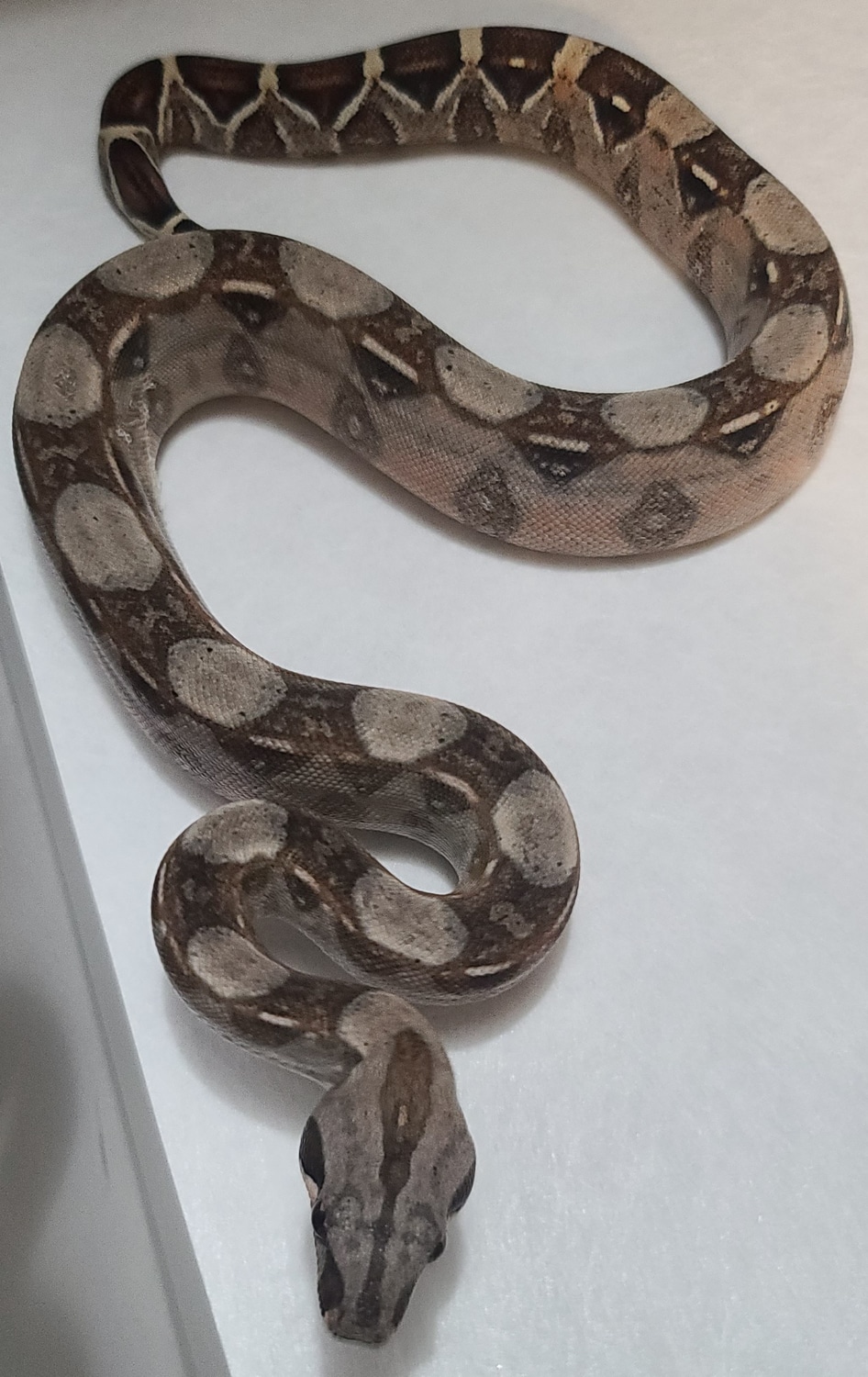 Male Normal 66% Het Sharp Albino Boa Constrictor by Wicked Scoria ...