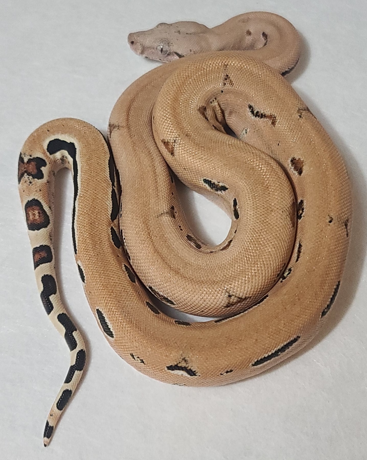 Abby Scoria Boa Constrictor by Wicked Scoria - MorphMarket