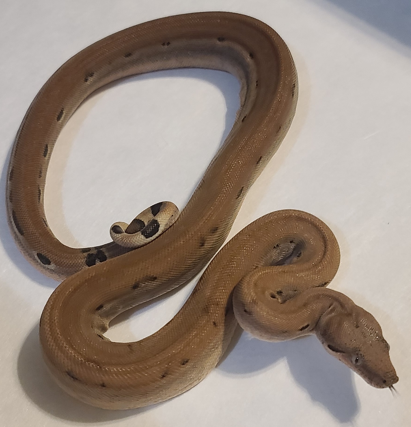 Scoria 100% Het Purple Sharp Albino Boa Constrictor by Wicked Scoria ...