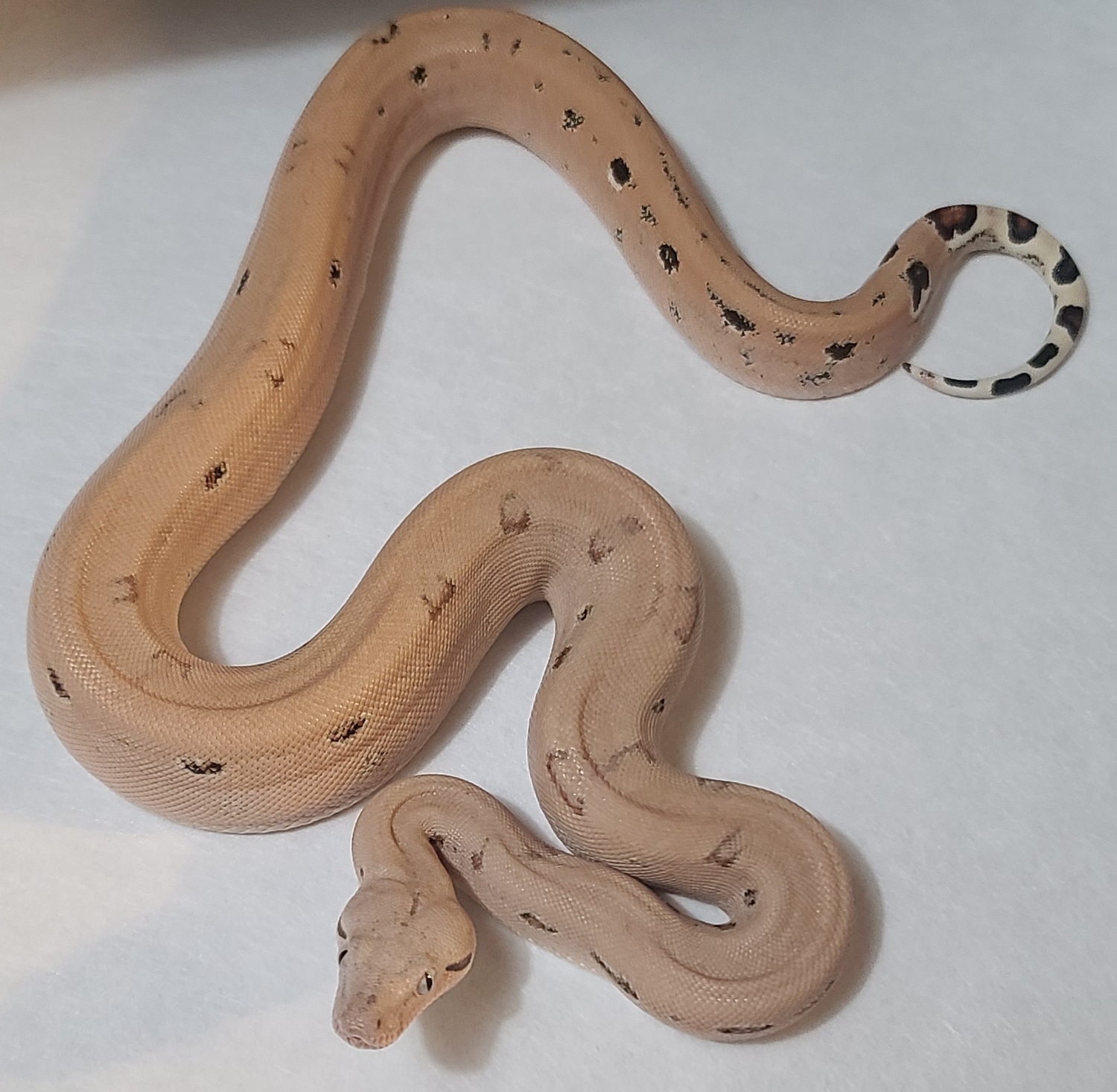 Abby Scoria Boa Constrictor by Wicked Scoria - MorphMarket