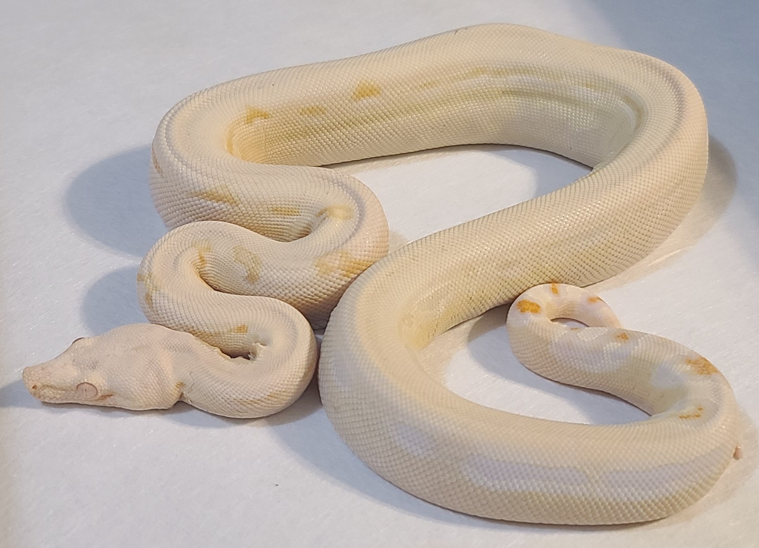 Sharp Albino Scoria 100% Het Snow Boa Constrictor by Wicked Scoria ...