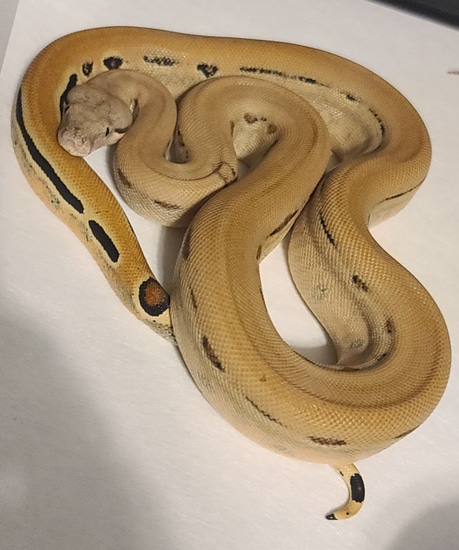 Scoria 100% Het Purple Sharp Albino Boa Constrictor by Wicked Scoria LLC
