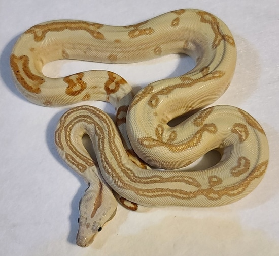 Hypo Labyrinth Pos VPI Pos Super Hypo Boa Constrictor by Wicked Scoria