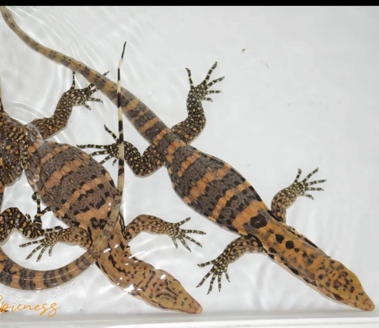 Banded Sulphur Water Monitors by Wicked Scoria LLC