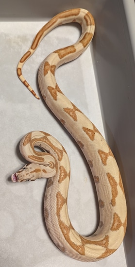 Hypo Labyrinth Pos Super Hypo Pos Vpi Boa Constrictor by Wicked Scoria