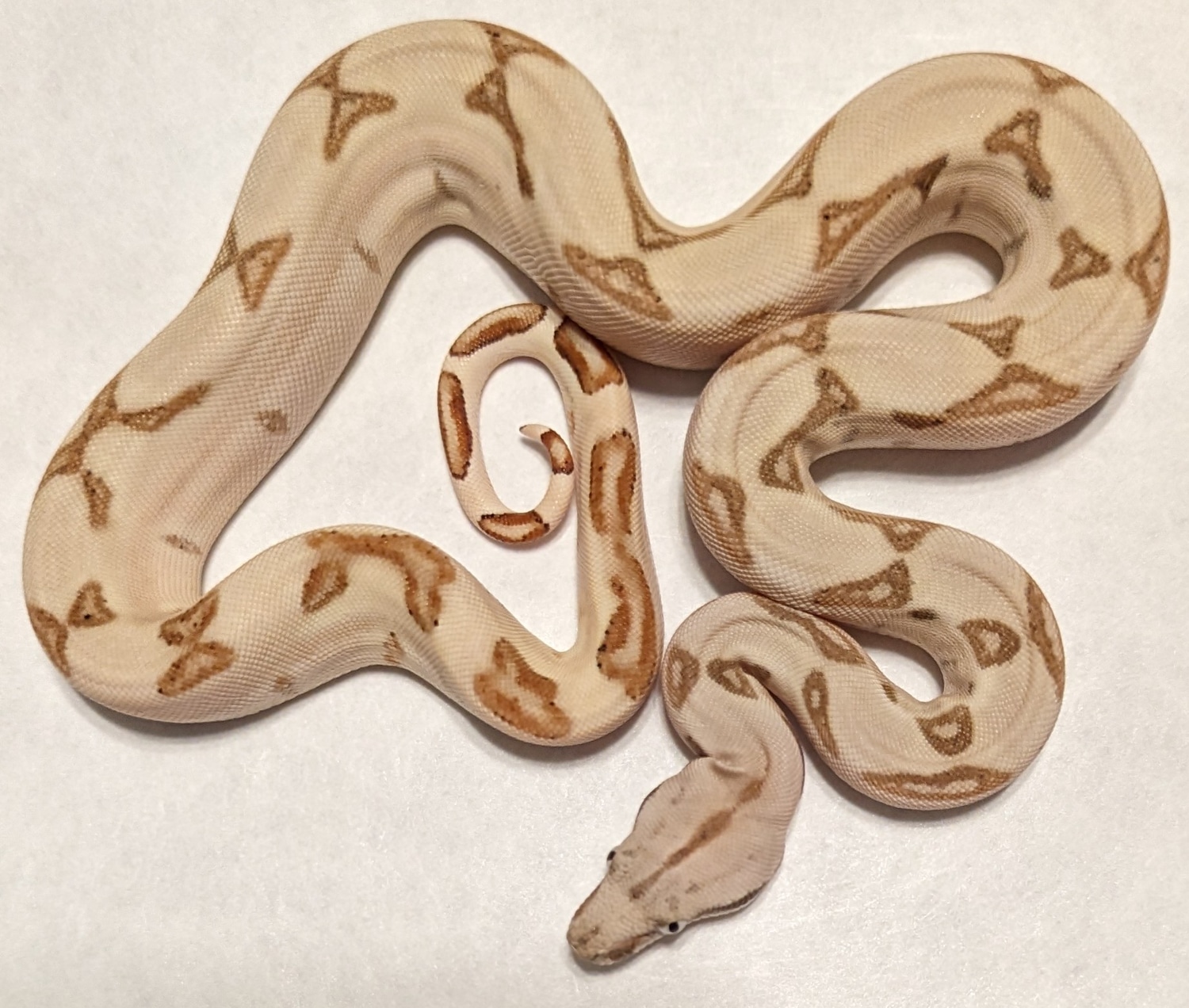 Hypo Labyrinth Het Moonglow Boa Constrictor by Wicked Scoria - MorphMarket