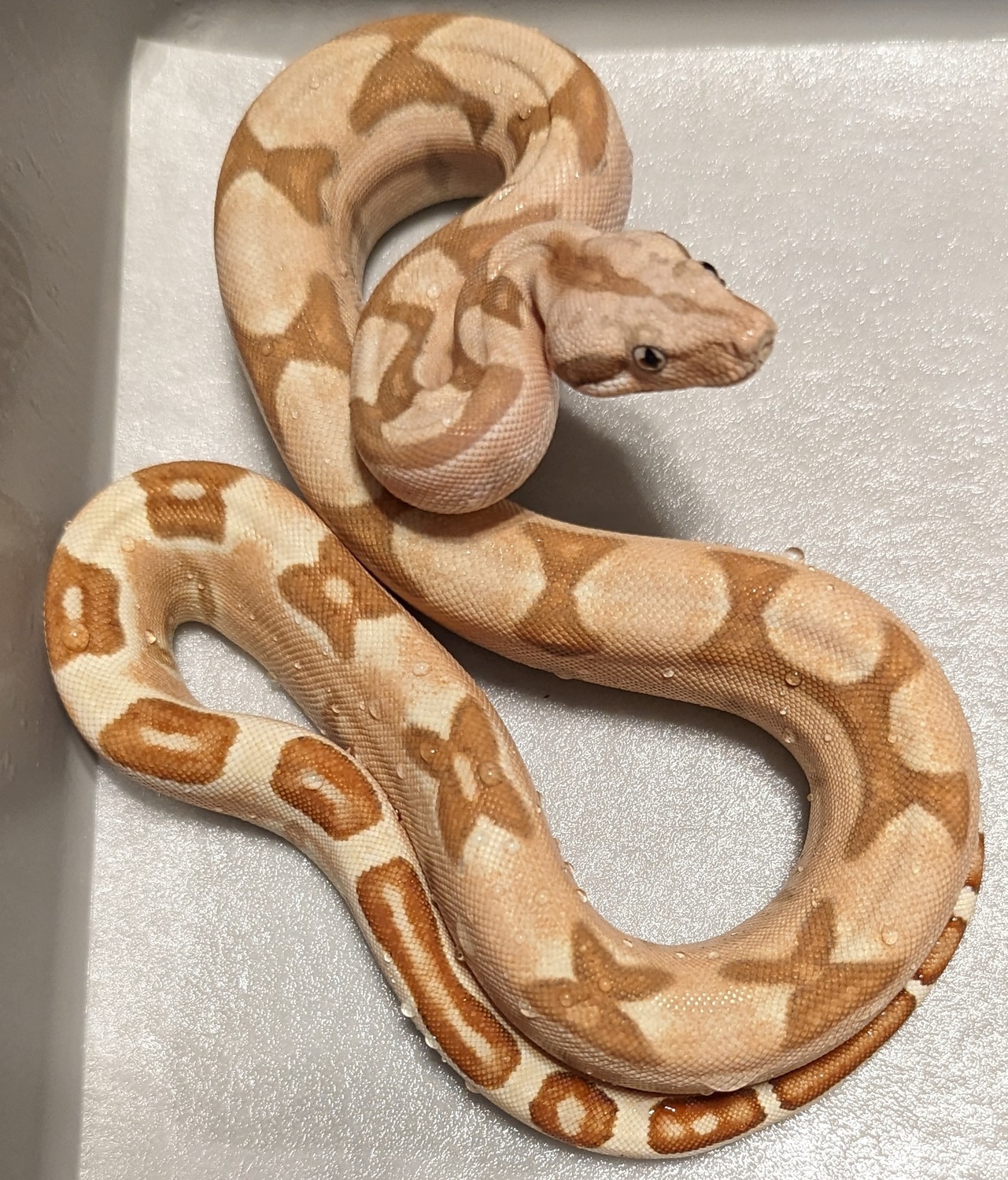 Hypo Labyrinth Het Vpi Snow Glow Boa Constrictor by Wicked Scoria ...