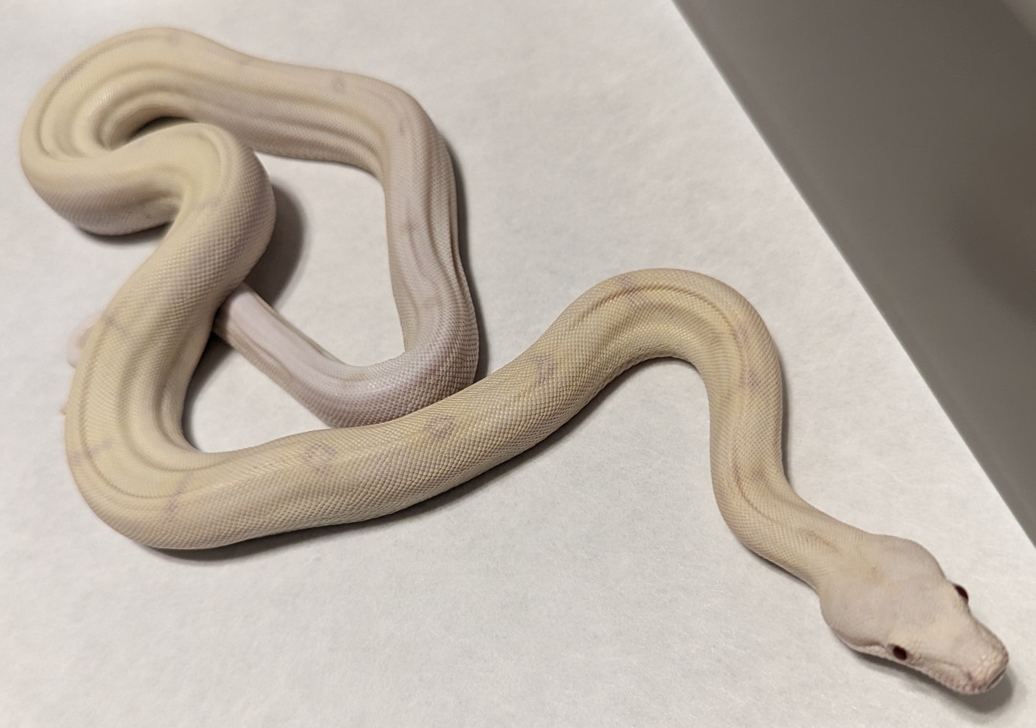 Vpi Sunglow Crystal Boa Constrictor by Wicked Scoria - MorphMarket