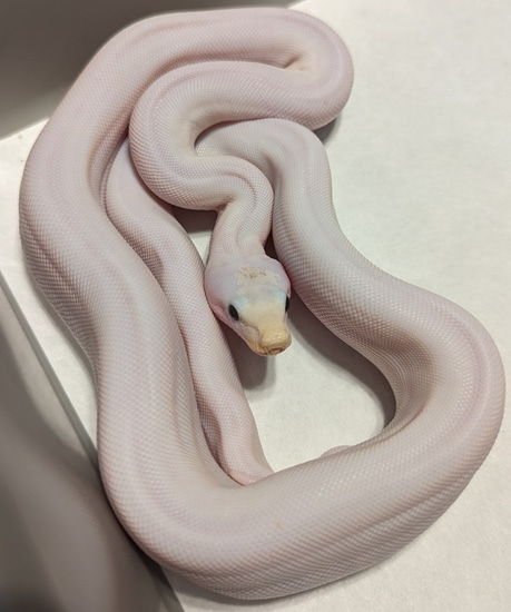 SUPER FIRE Pos HYPO Boa Constrictor by Wicked Scoria
