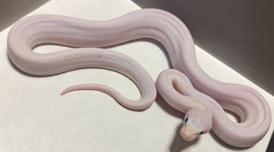 SUPER FIRE Pos KAHL Pos HYPO Pos IMG Boa Constrictor by Wicked Scoria