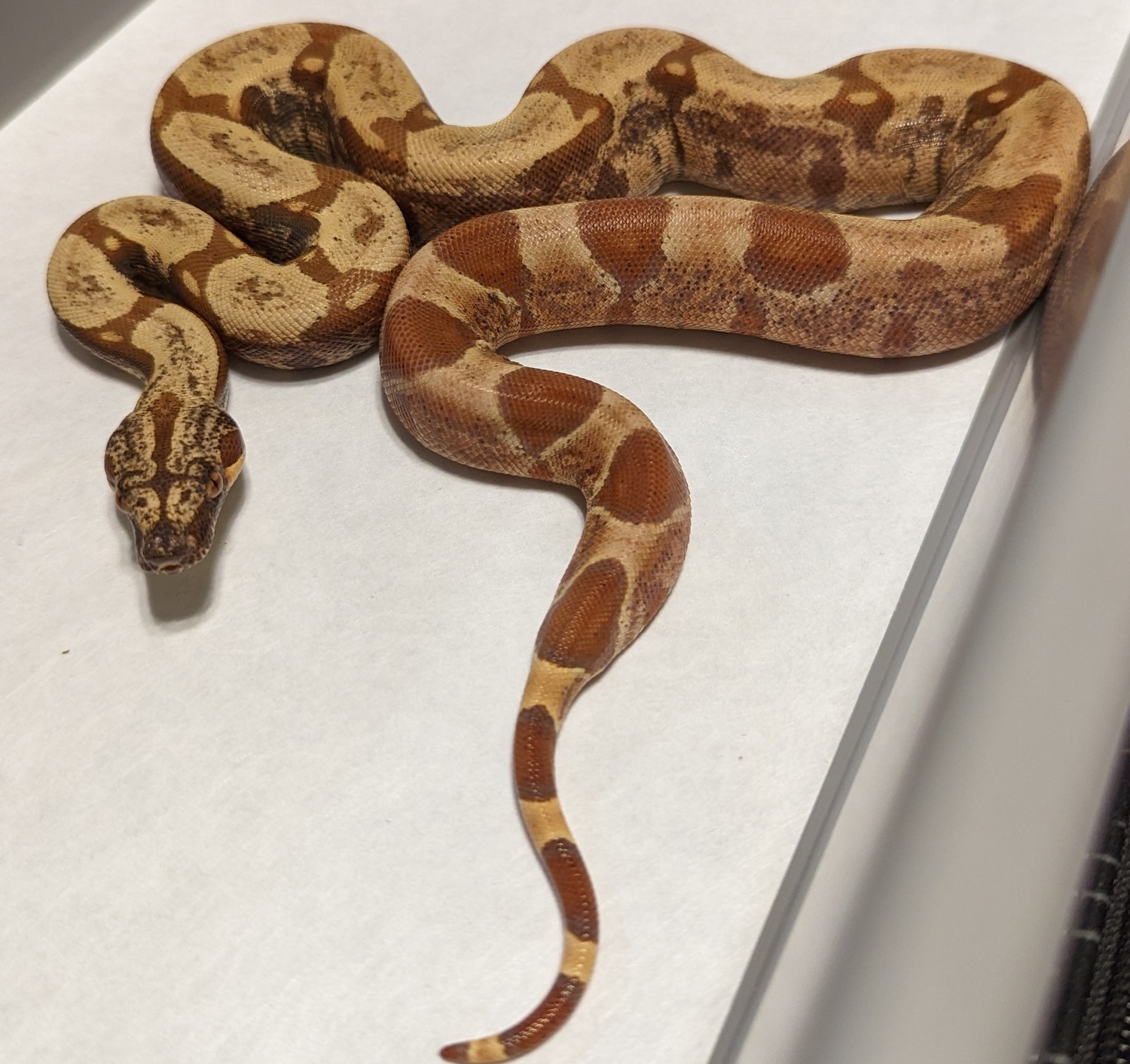 Img Sunglow Vpi Fire Boa Constrictor by Wicked Scoria - MorphMarket